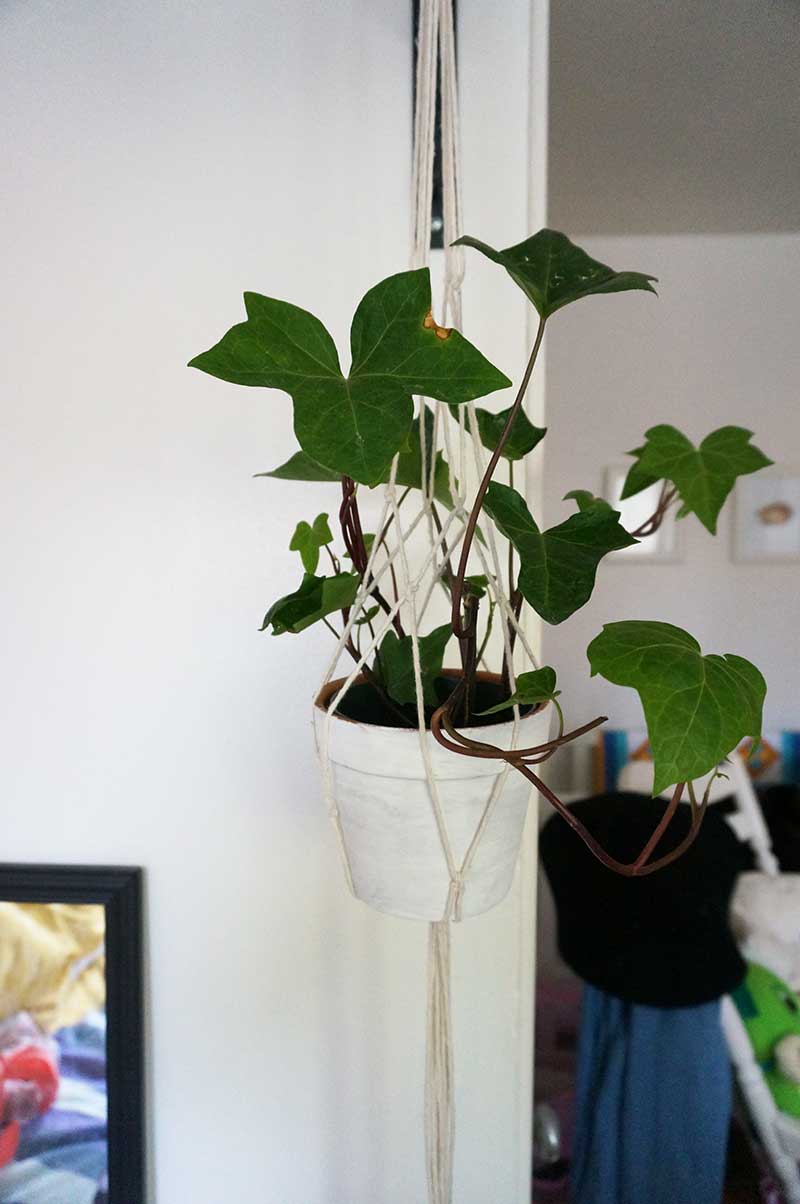 {diy} rope plant pot hanger – fox plus wilson